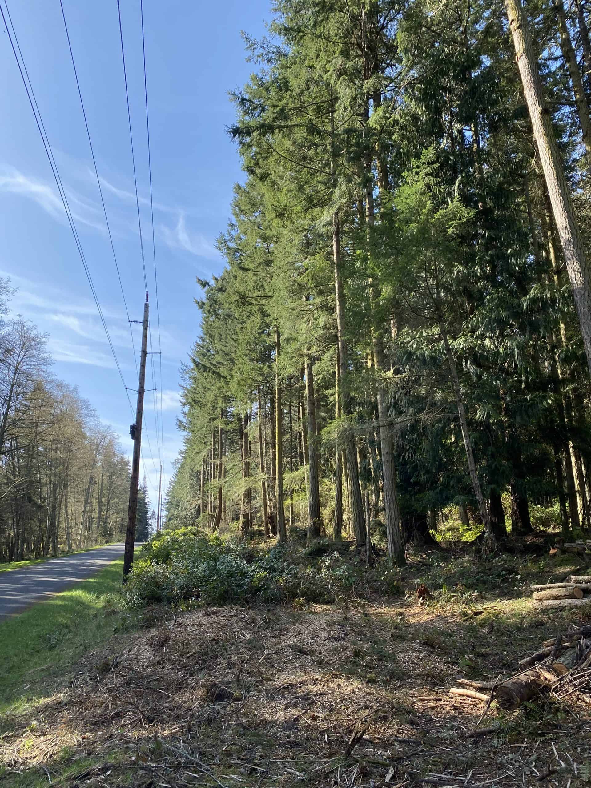 Power Line Clearing Improves Safety and Forest Health - CCC ...